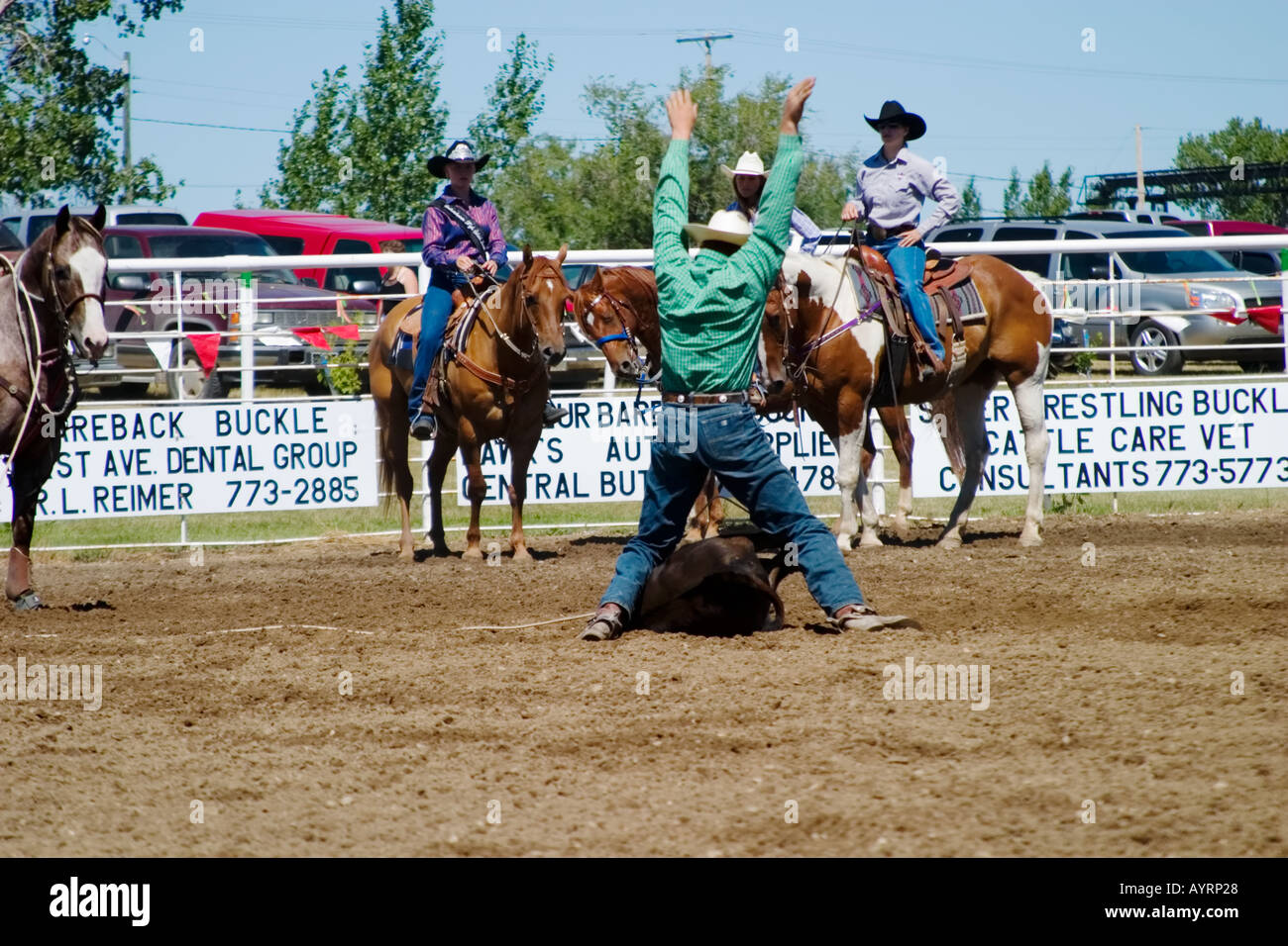 Calf Roping at the Herbert Rodeo Stock Photo - Alamy