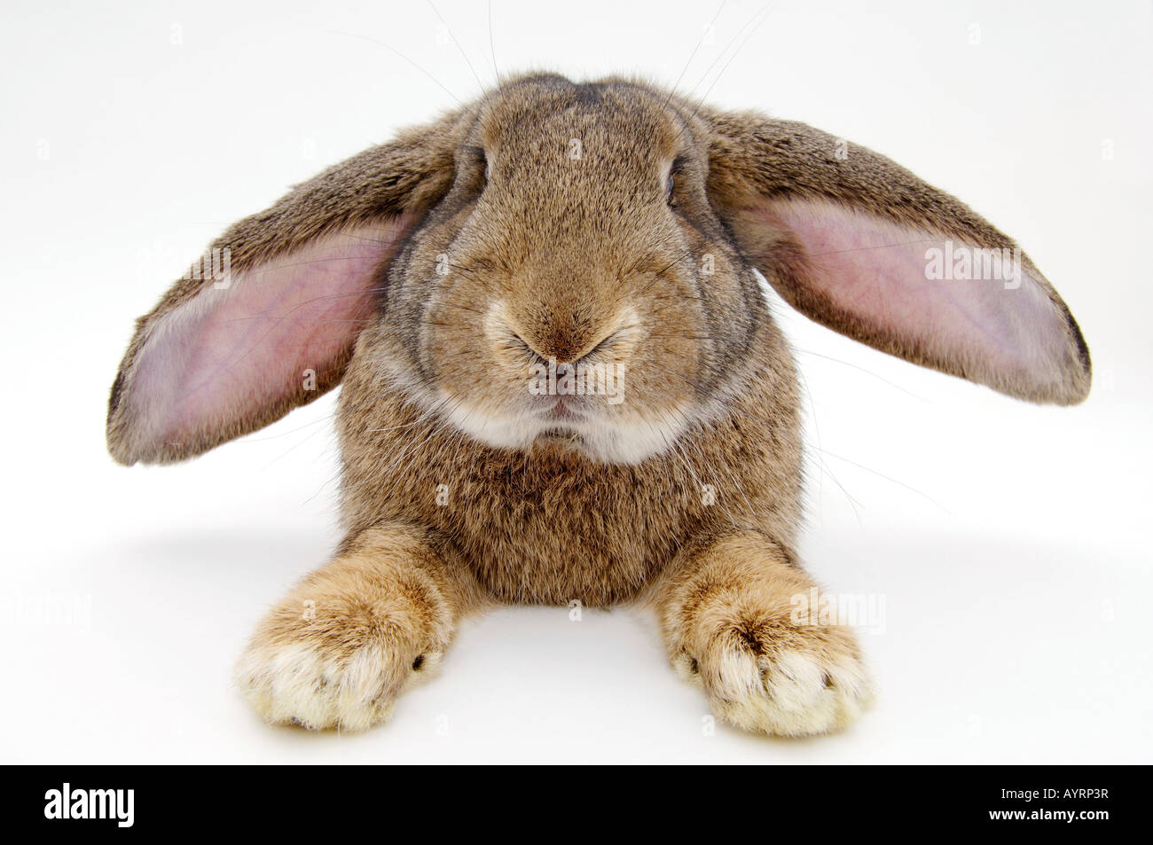 Barn rabbit, Deutscher Riese breed (Lagomorpha Stock Photo - Alamy