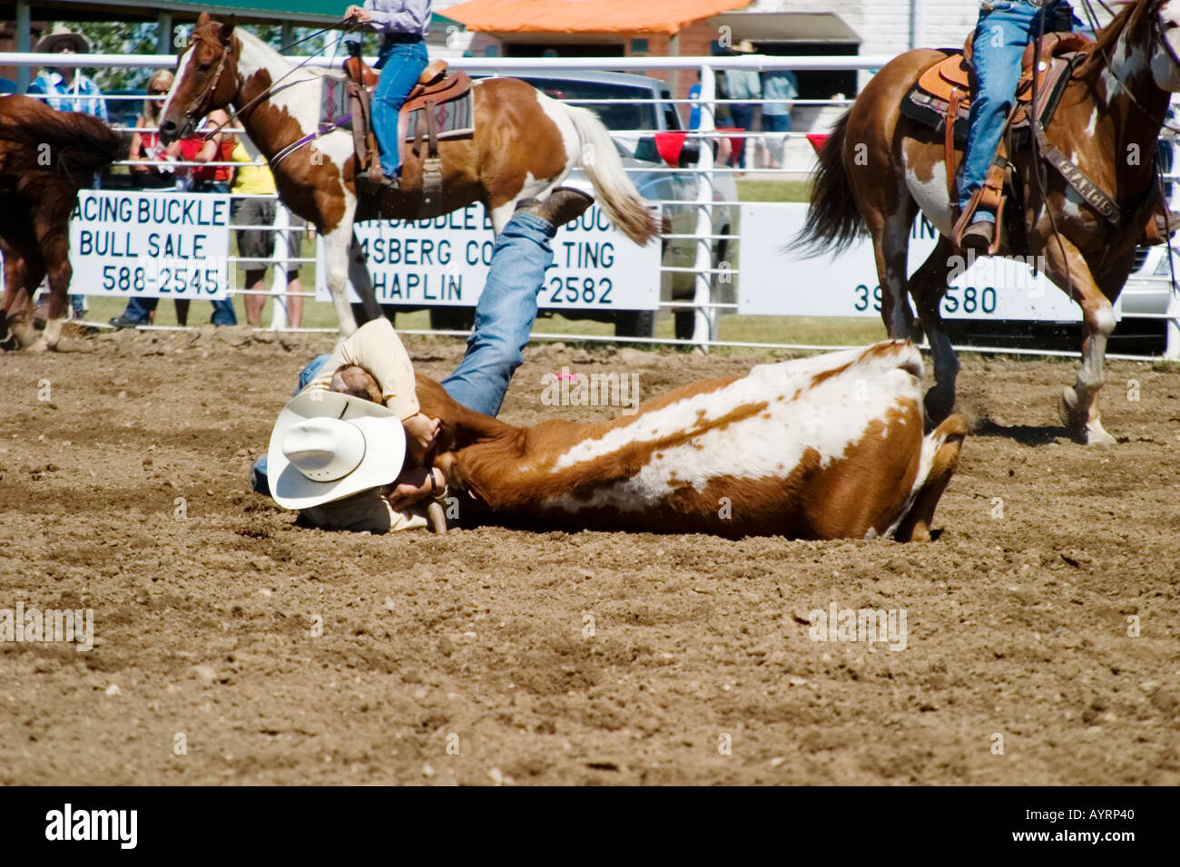 Steer Wrestling at the Herbert Rodeo Saskatchewan Stock Photo - Alamy