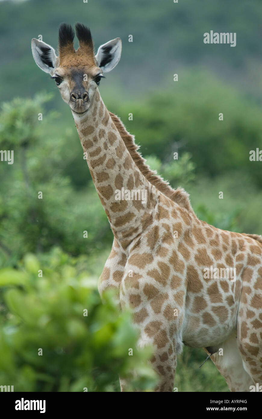 A young southern giraffe standing in the African bush Stock Photo - Alamy