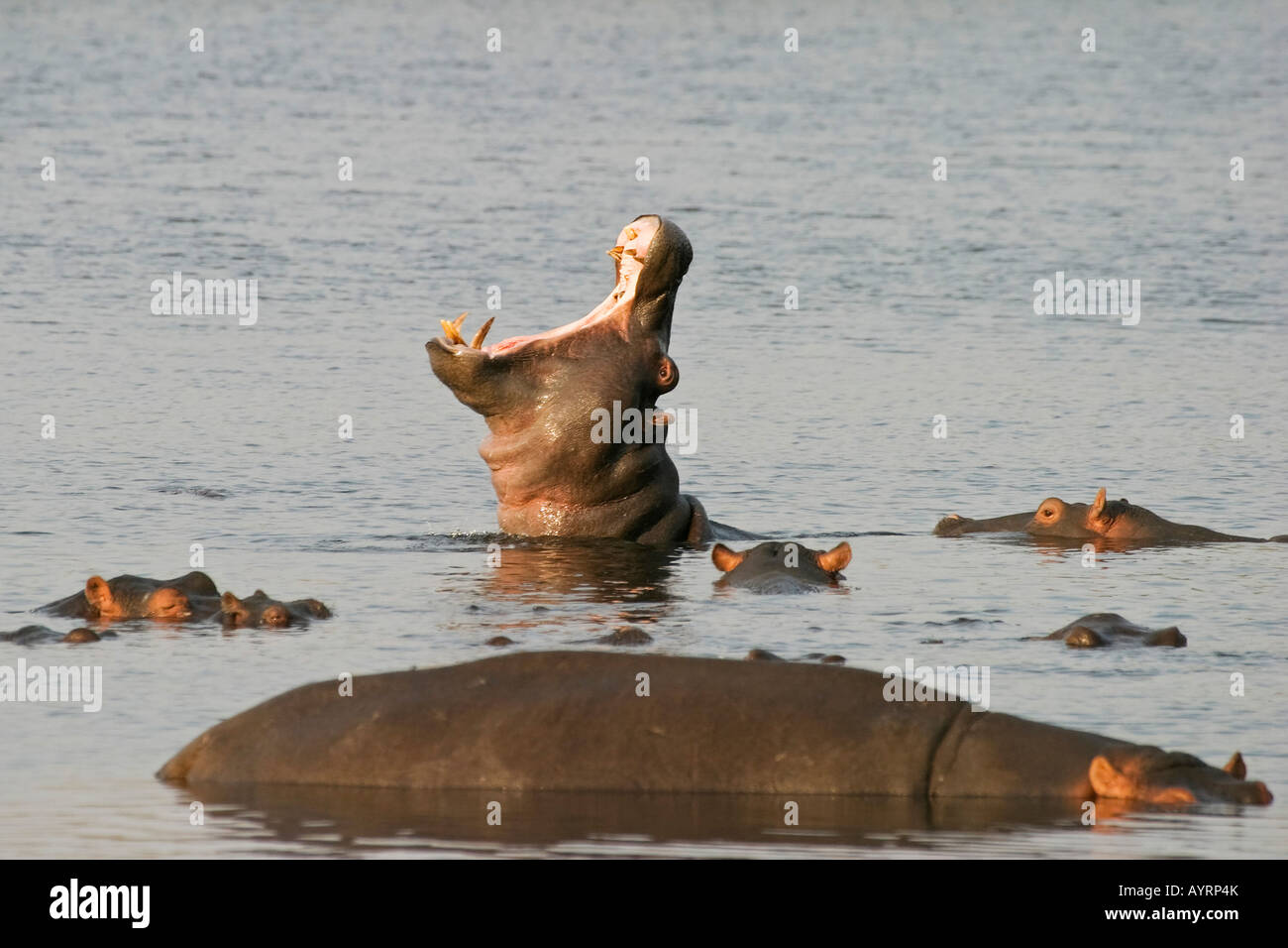 Yawning Hippopotamus, Hippo (Hippopotamus amphibius), Cuando River ...