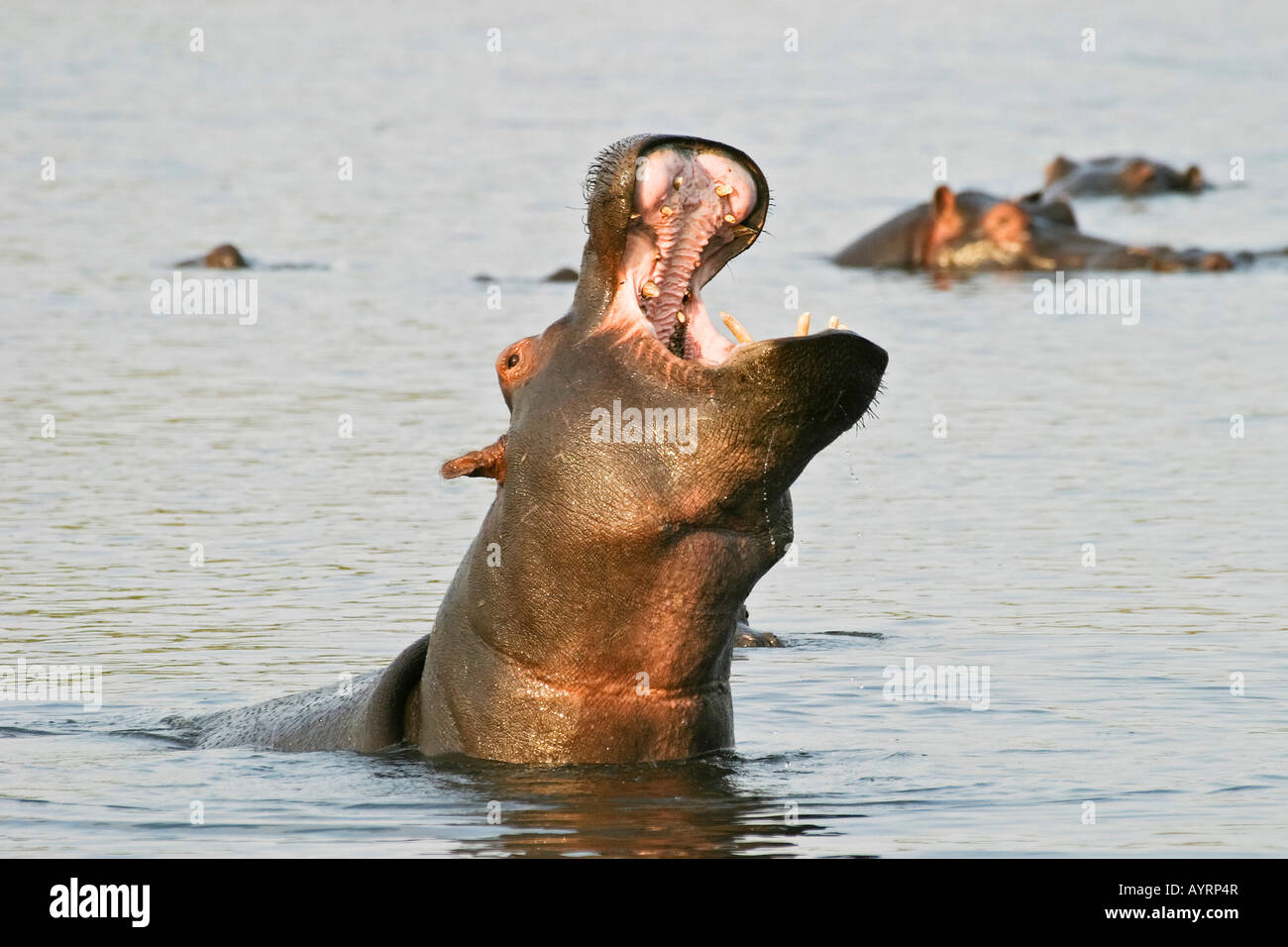 Yawning Hippopotamus, Hippo (Hippopotamus amphibius), Cuando River ...