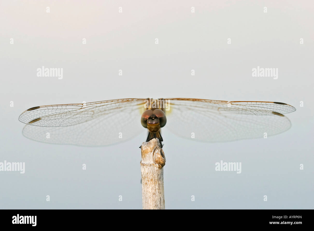African Dragonfly (Odonata), Namibia, Africa Stock Photo - Alamy