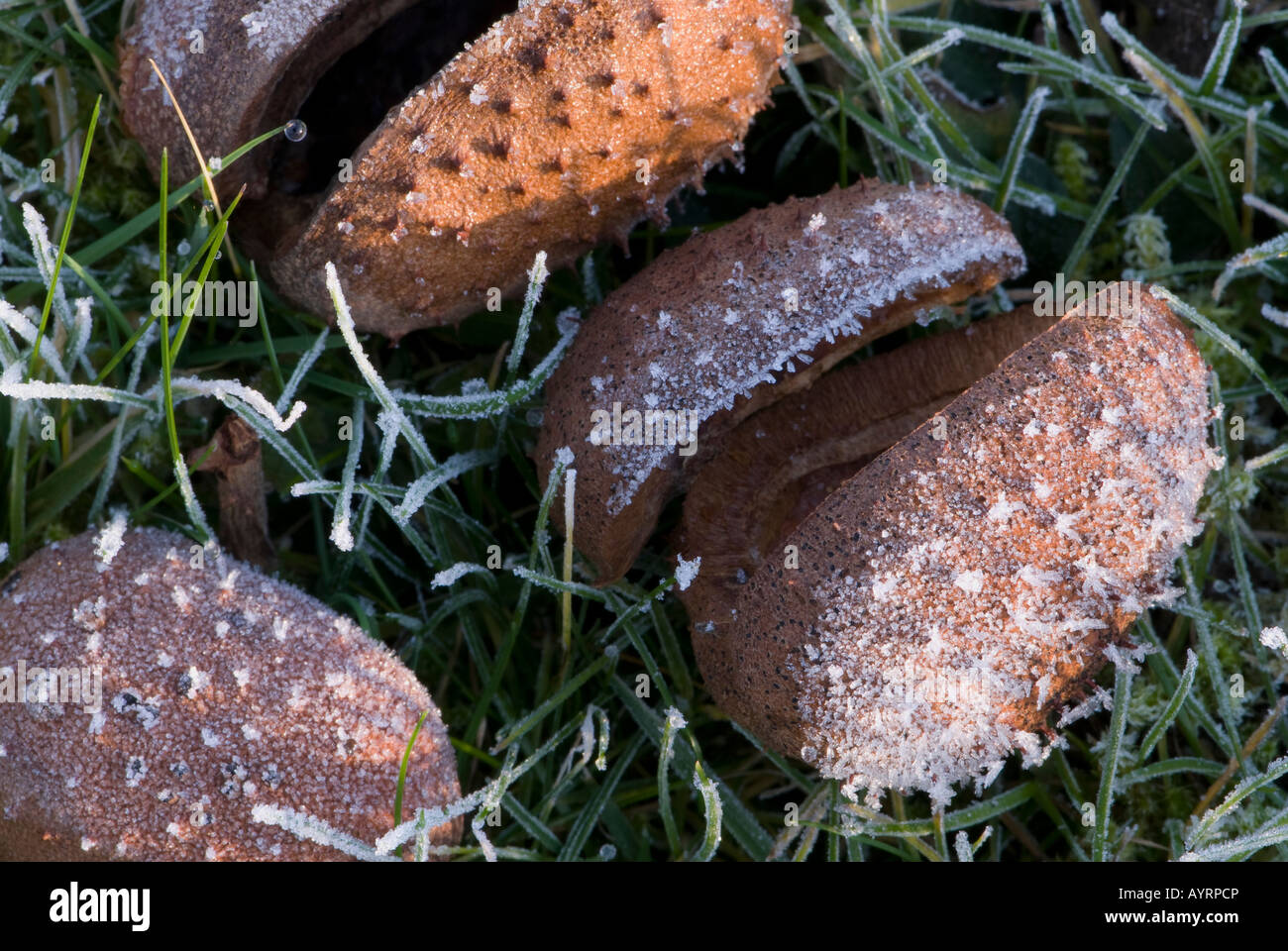 Horse Chestnut shells on a frosty spring day Stock Photo - Alamy