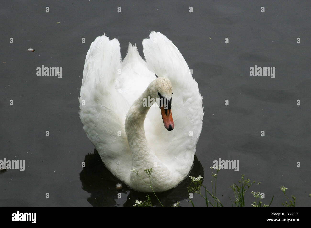 Injured swan hi-res stock photography and images - Alamy