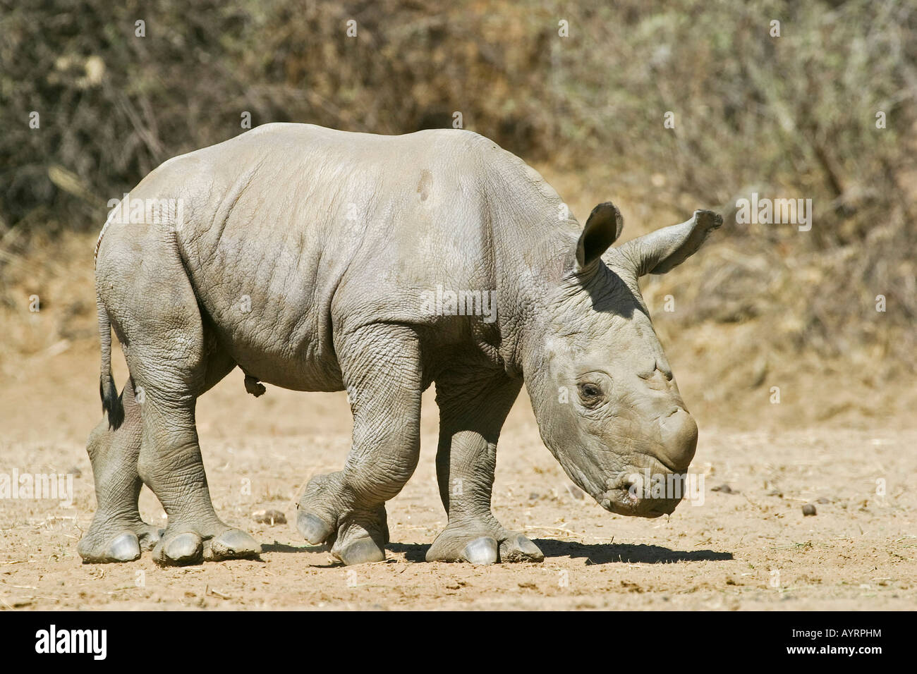 Square lipped rhinocerus hi-res stock photography and images - Alamy