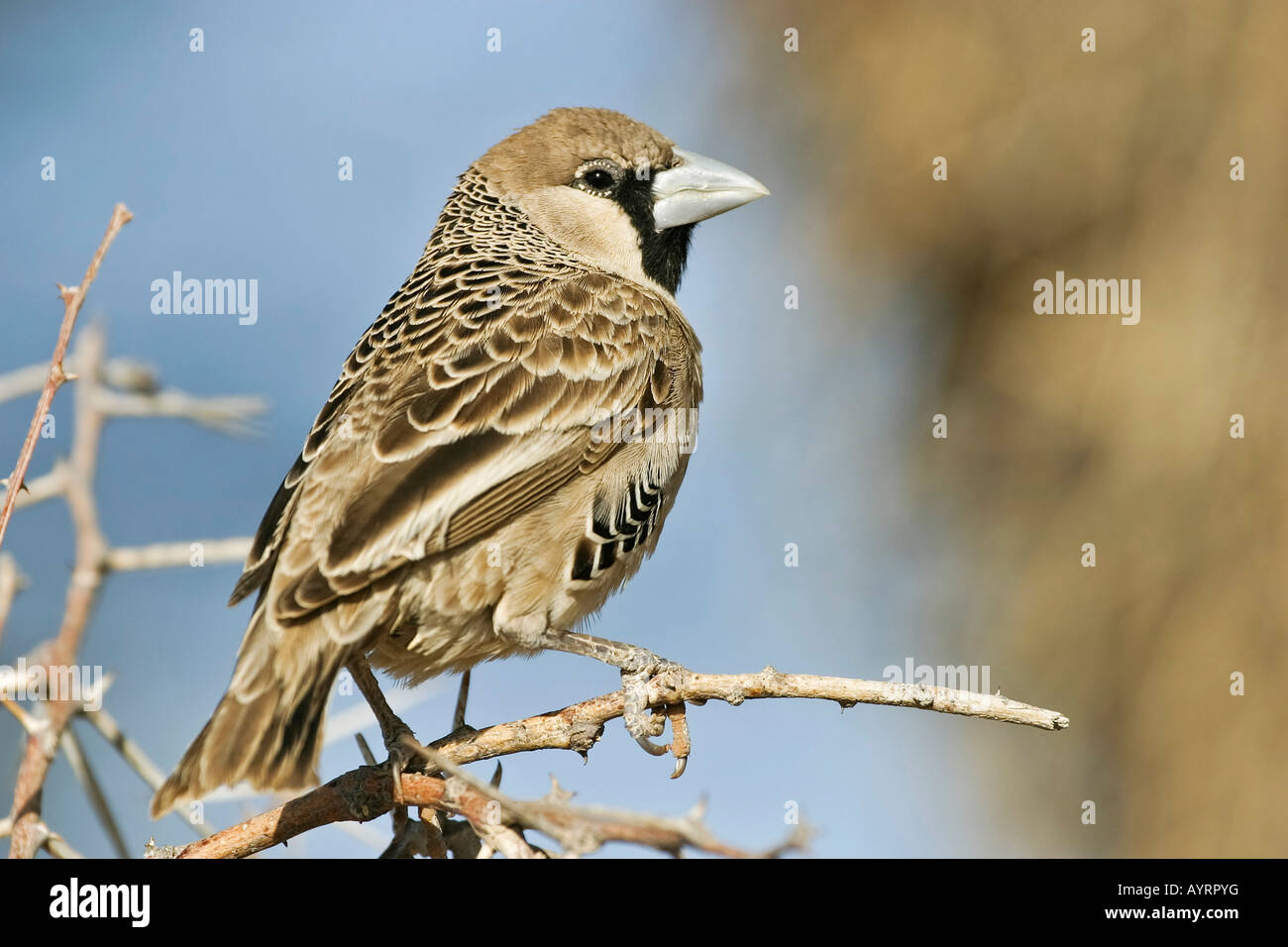 Namibian sociable weaver bird hi-res stock photography and images - Alamy