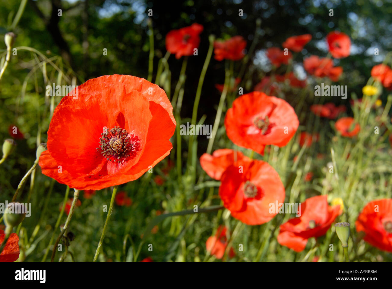 Red Poppies (Papaver), Tuscany, Italy Stock Photo - Alamy
