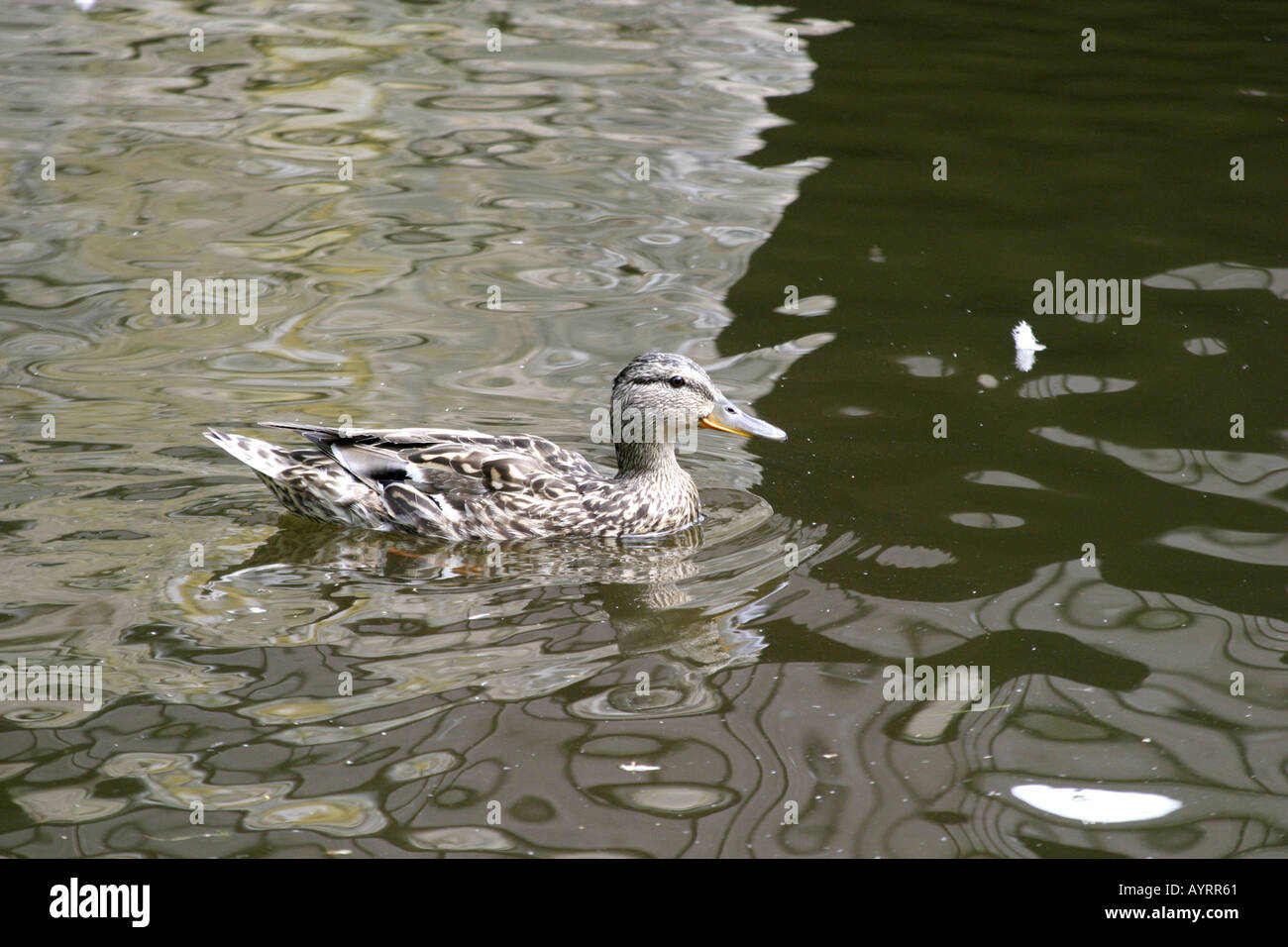 Ducks in Water Stock Photo - Alamy
