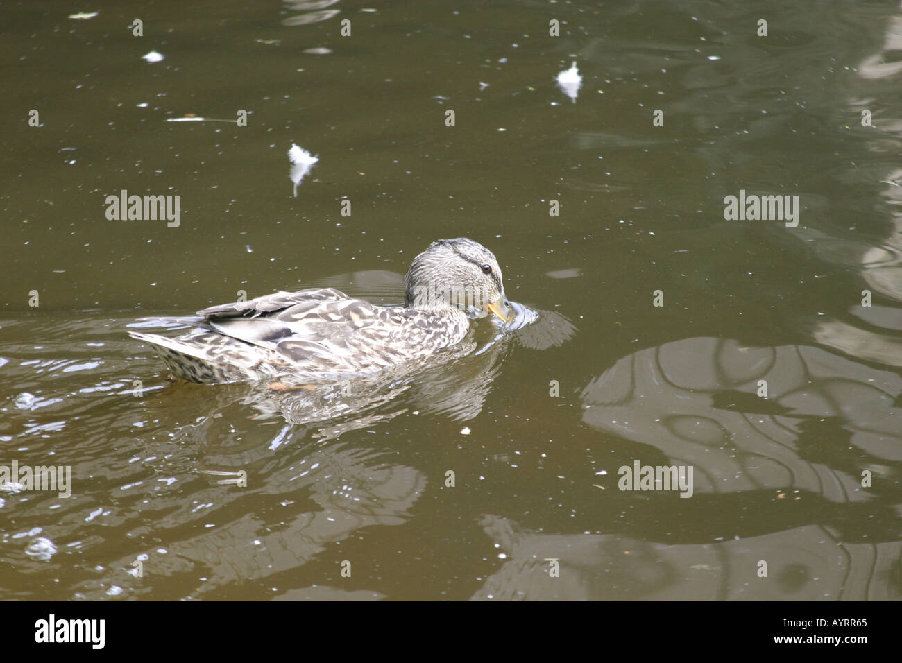 Ducks in Water Stock Photo - Alamy