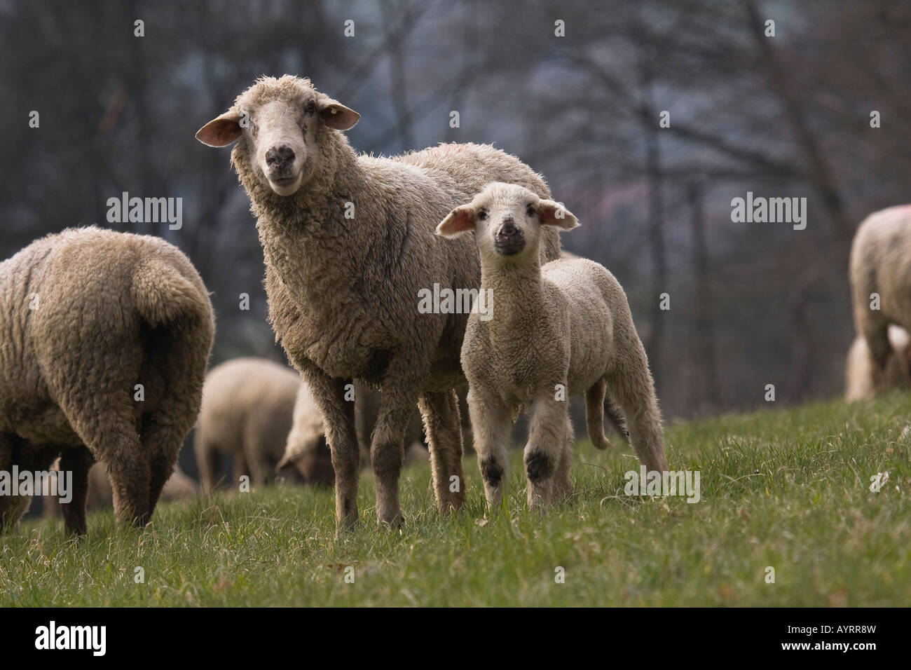 Blackhead Persian Sheep