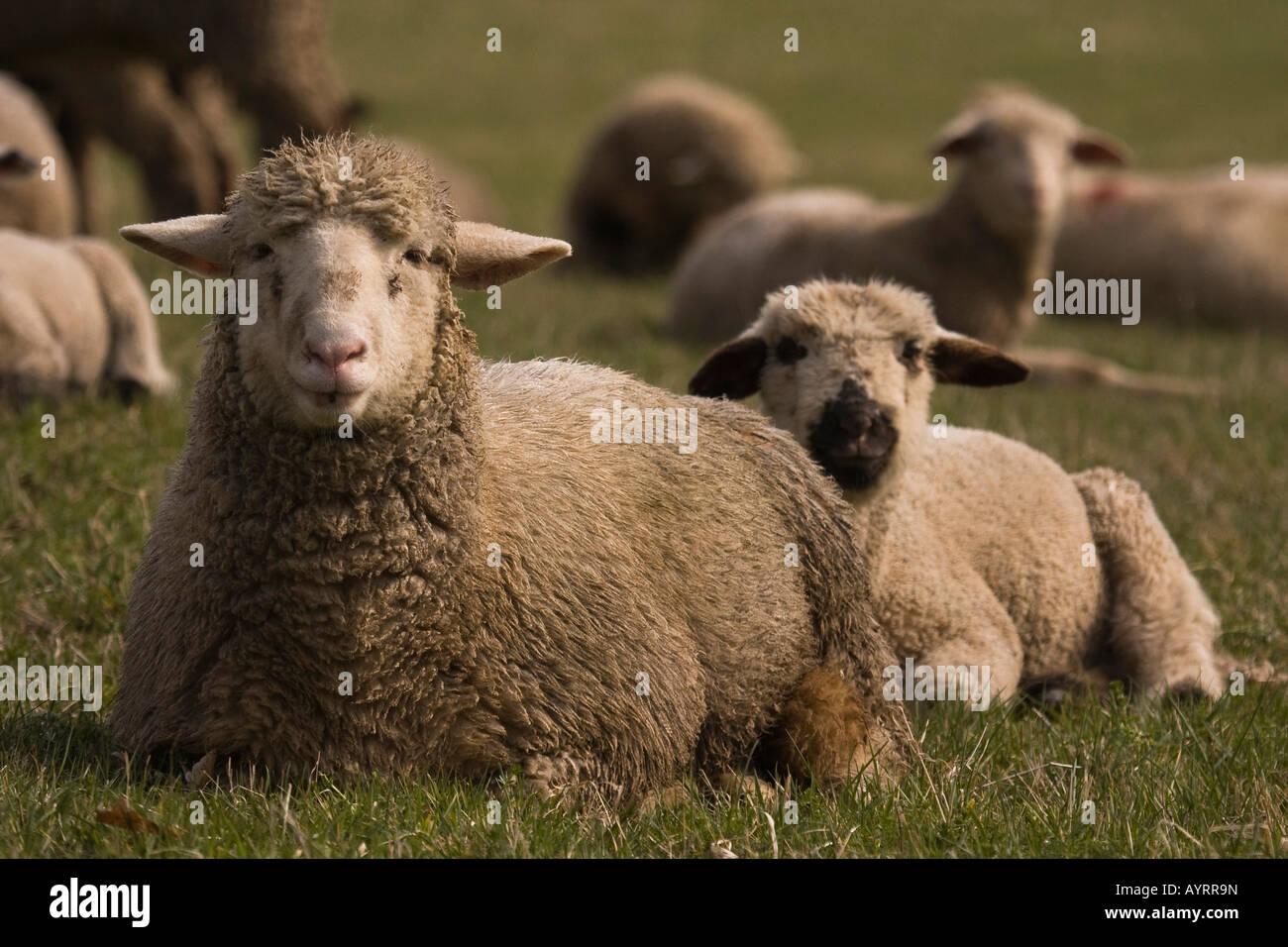 Blackhead Persian Sheep