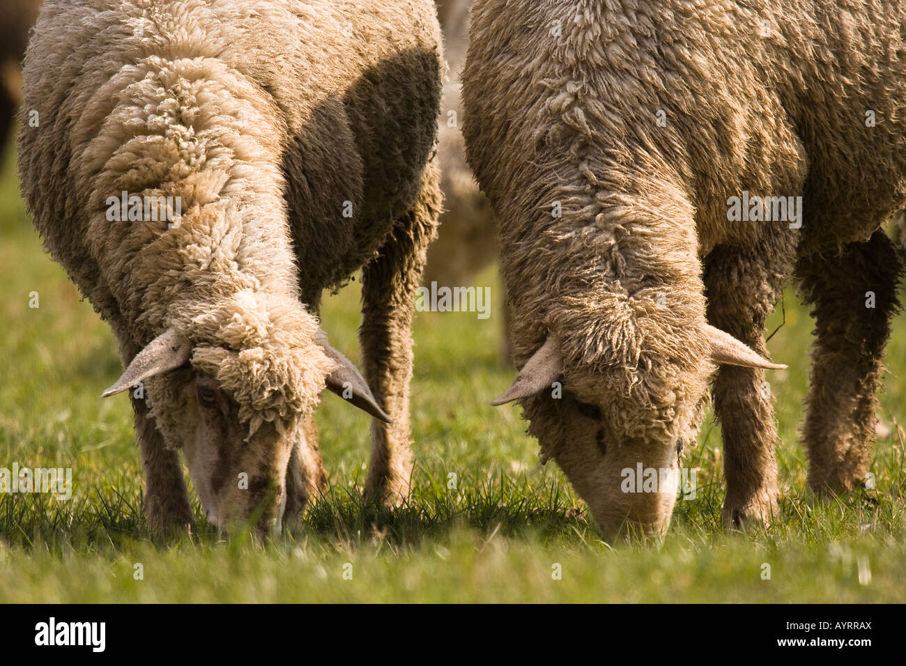 Blackhead Persian Sheep