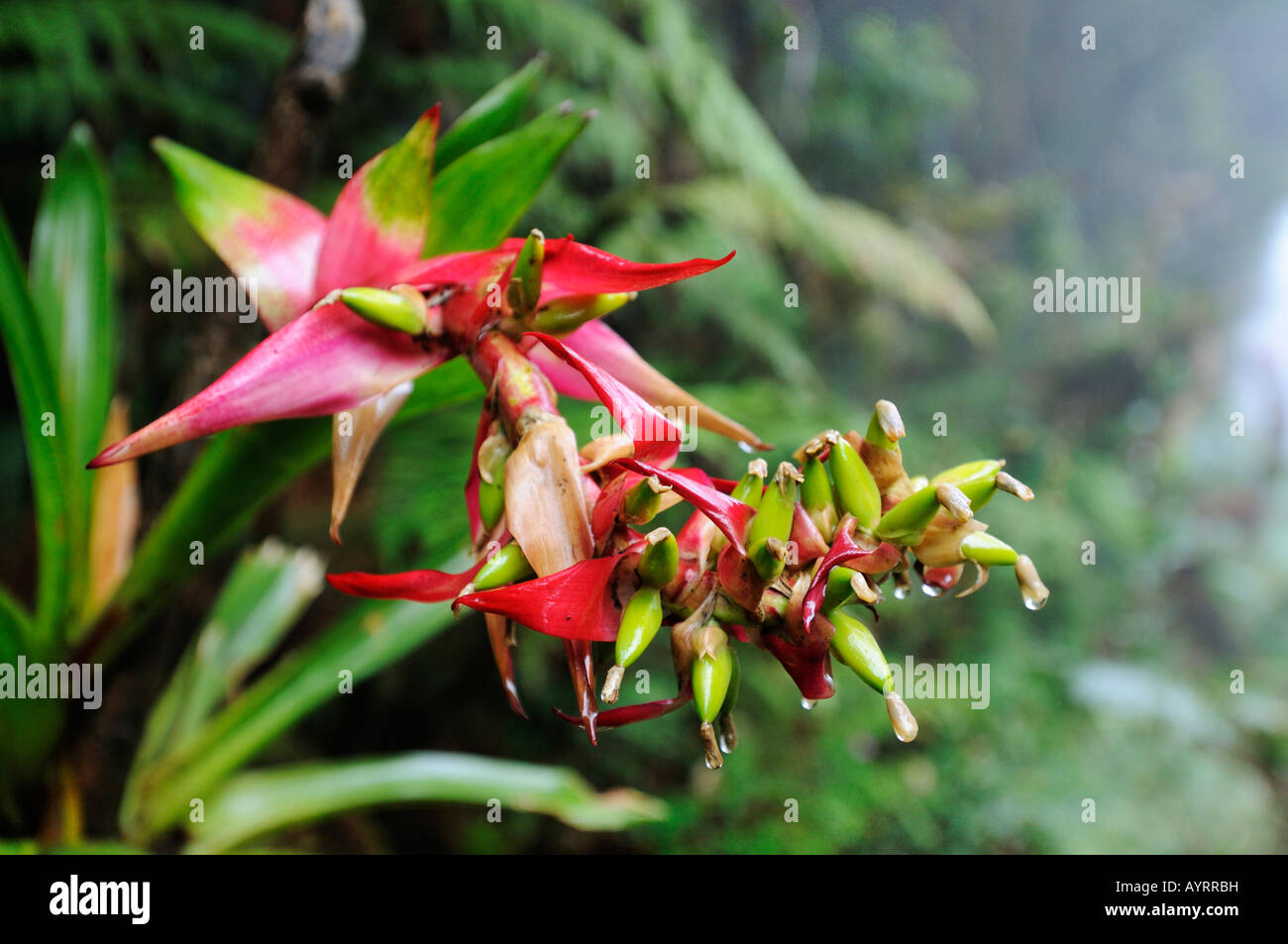 Native ginger, Costa Rica, Central America Stock Photo - Alamy