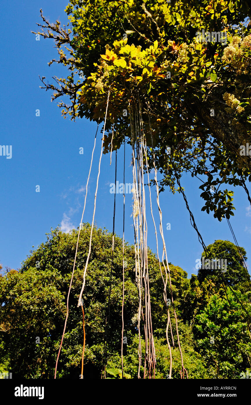 Tree with lianas, Juan Castro Blanco National Park, Costa Rica, Central ...