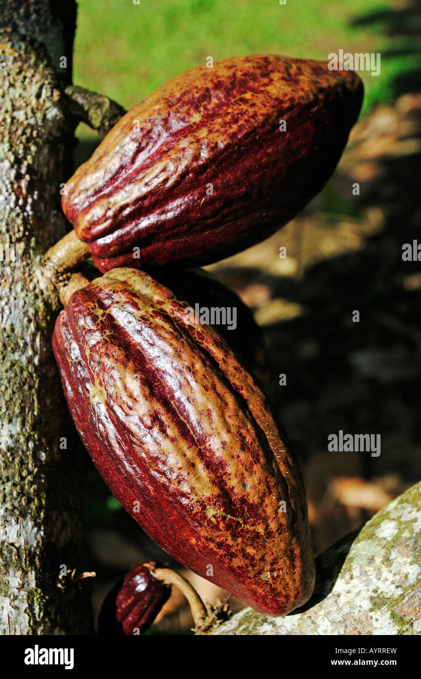Cacao tree with fruit pods in La Fortuna, Costa Rica, Central America ...