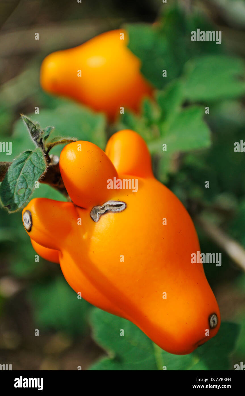Bush with chili pepper (Capsicum chinense), La Fortuna, Costa Rica ...