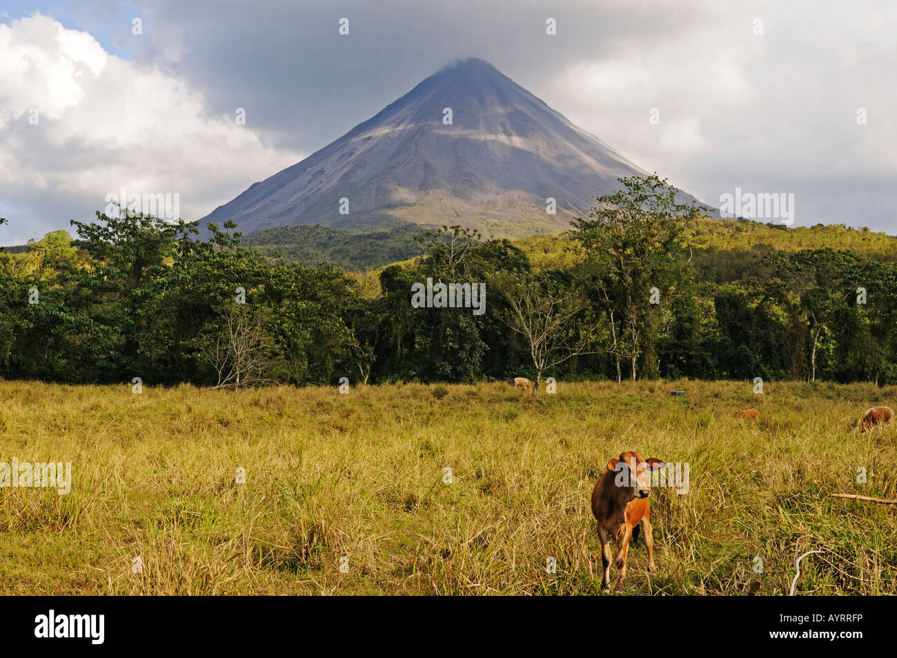 Arenal volcano national park animal hi-res stock photography and images ...