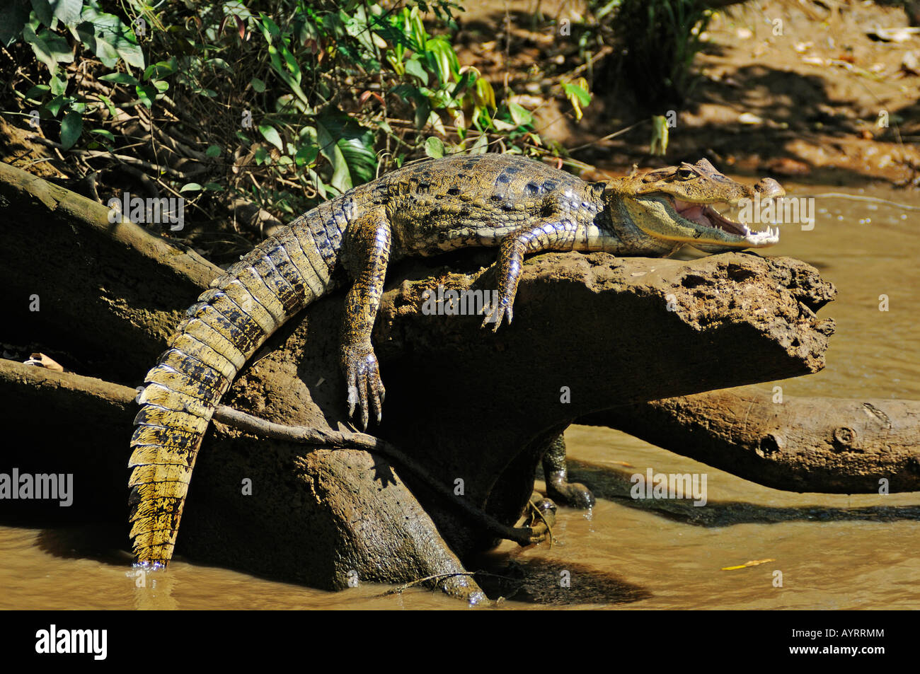Spectacled Caiman (Caiman crocodilus Stock Photo - Alamy