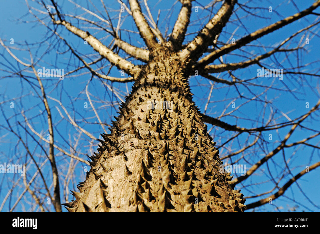 Spiny Pochote tree, Costa Rica, Central America Stock Photo - Alamy