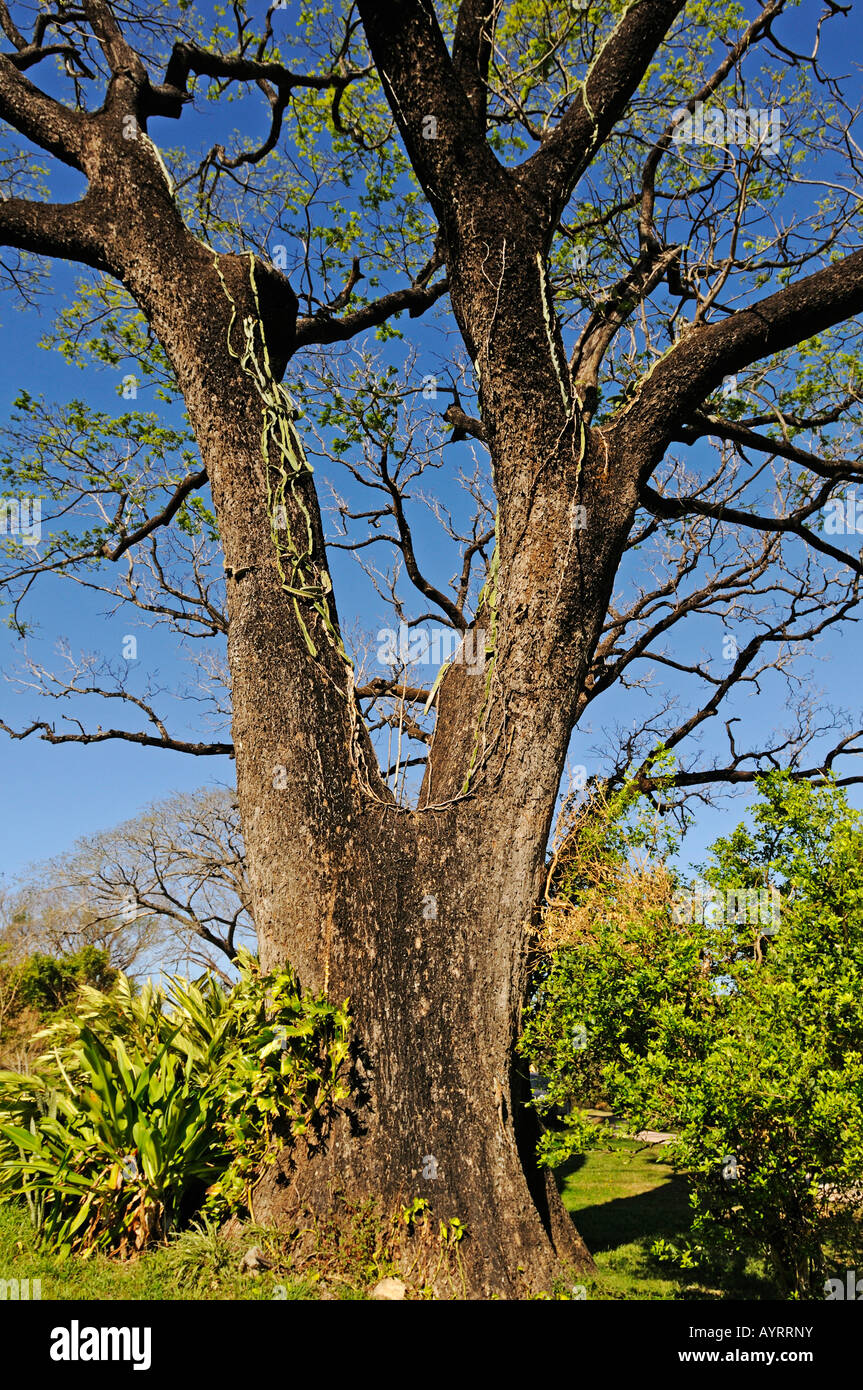Old tree hi-res stock photography and images - Alamy