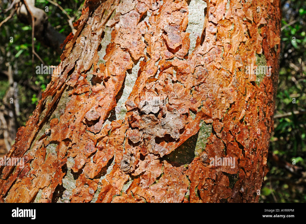 Gumbo limbo tree hi-res stock photography and images - Alamy