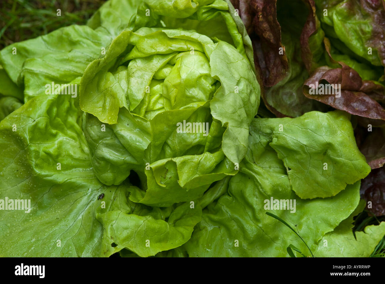 Lettuce (Lactuca sativa Stock Photo - Alamy