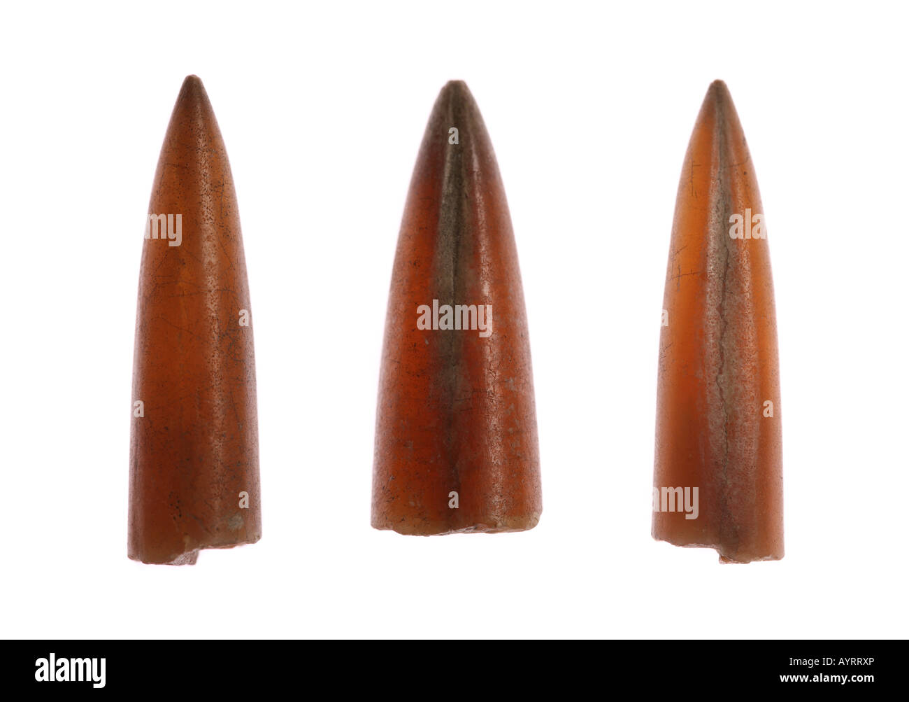 Belemnite fossils from Jurassic and Cretaceous periods isolated on ...