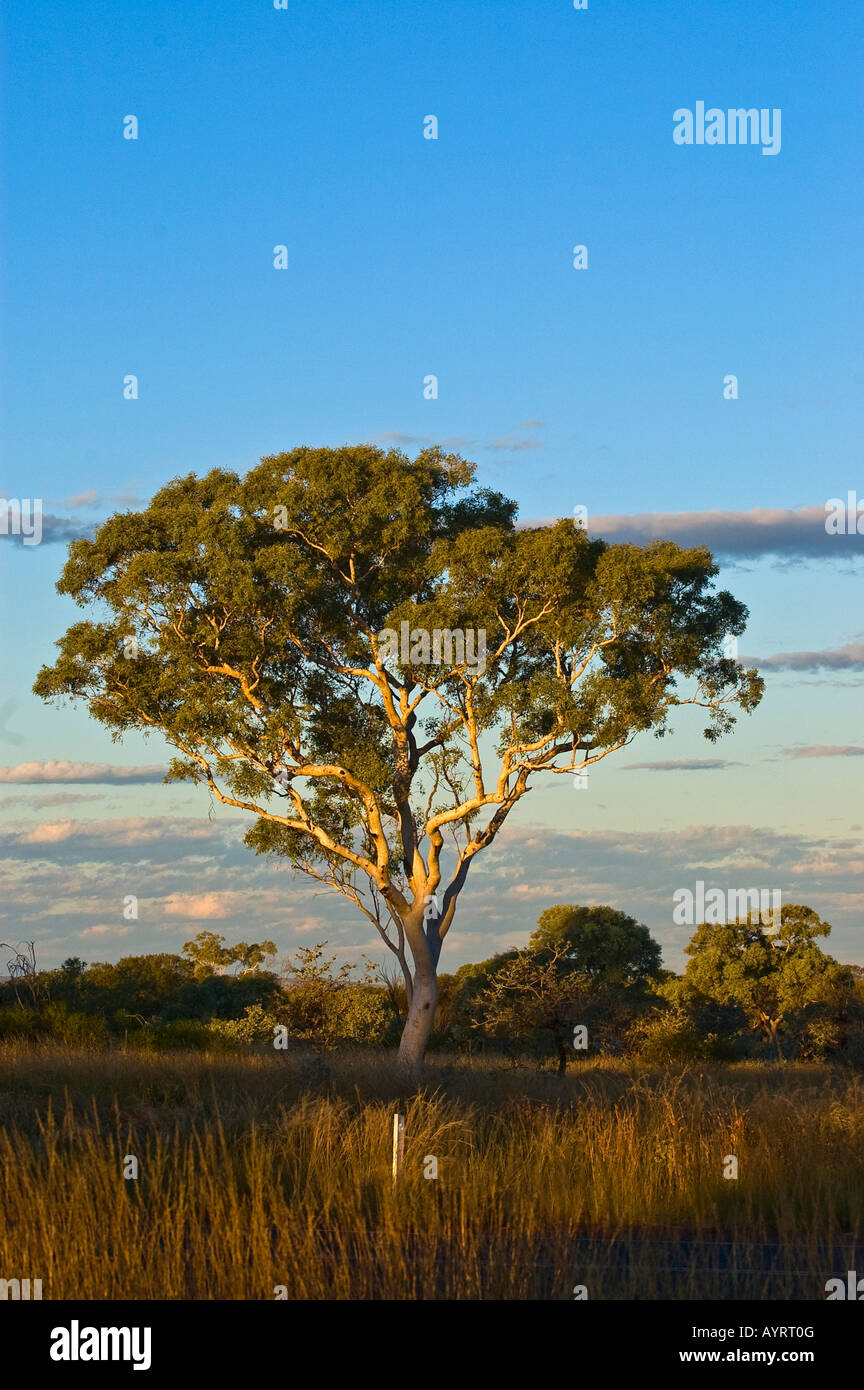Eucalyptus tree (Eucalyptus spec.), Kalbarri Desert, Western Australia ...