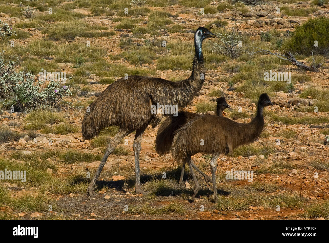 Emu with chicks (Dromaius novaehollandiae), Western Australia ...