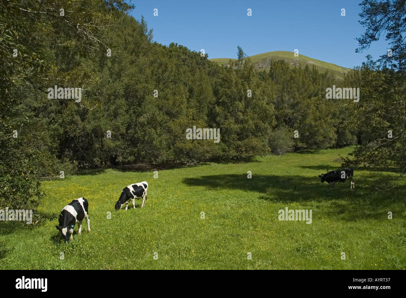 California Marin County milk cows in pasture Stock Photo - Alamy