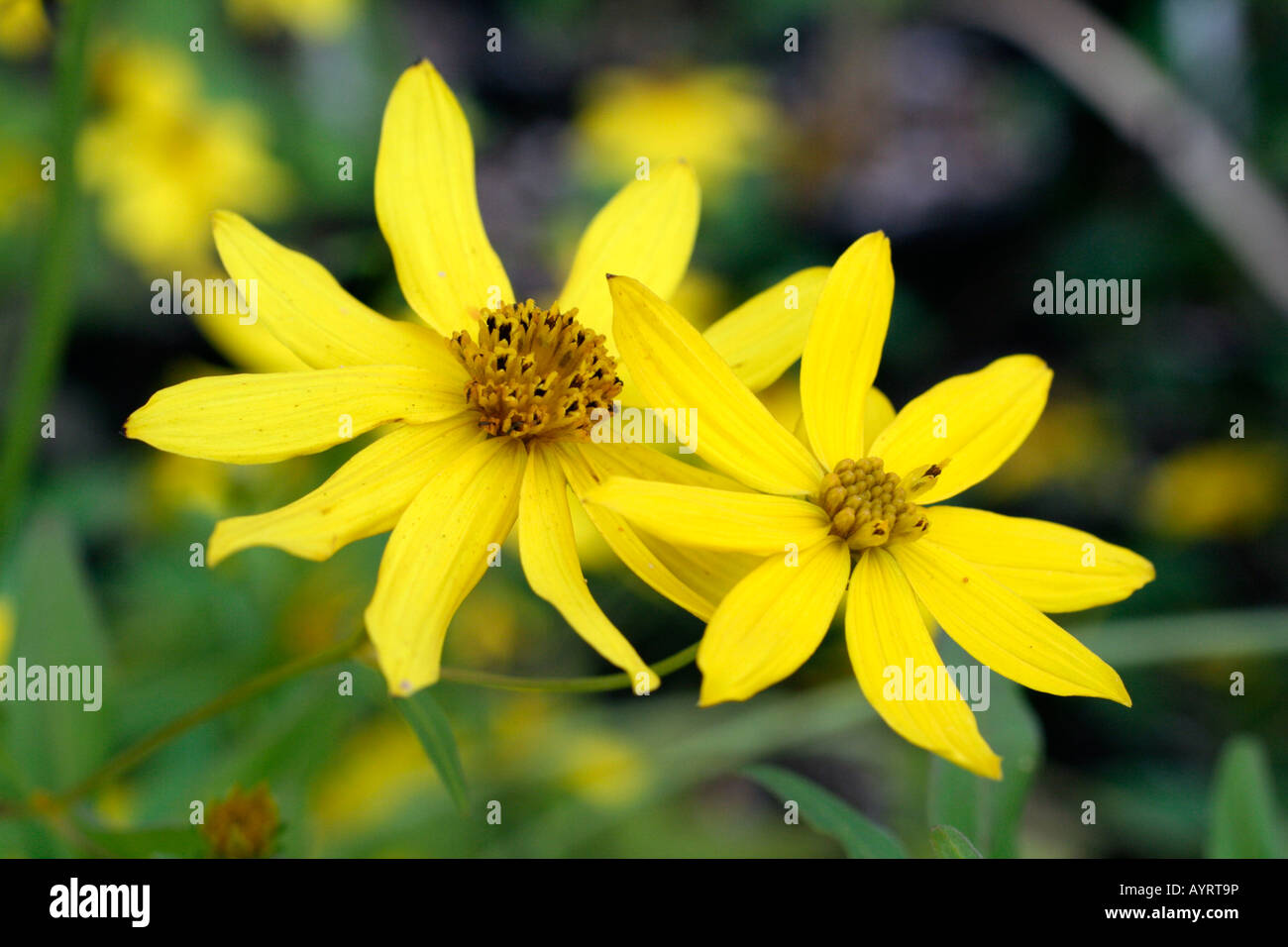 Coreopsis species hi-res stock photography and images - Alamy