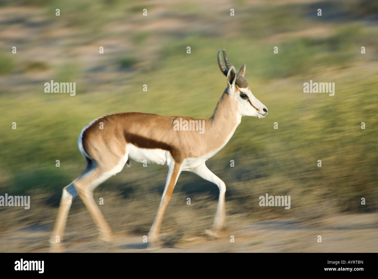 A springbok on the move in the Kalahari Stock Photo - Alamy