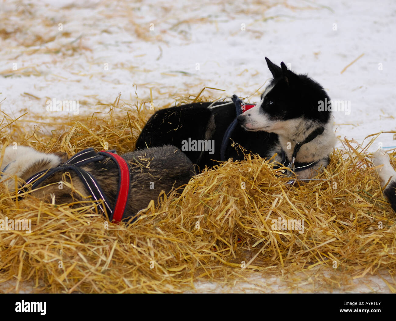Norwegische schlittenhunde hi-res stock photography and images - Alamy