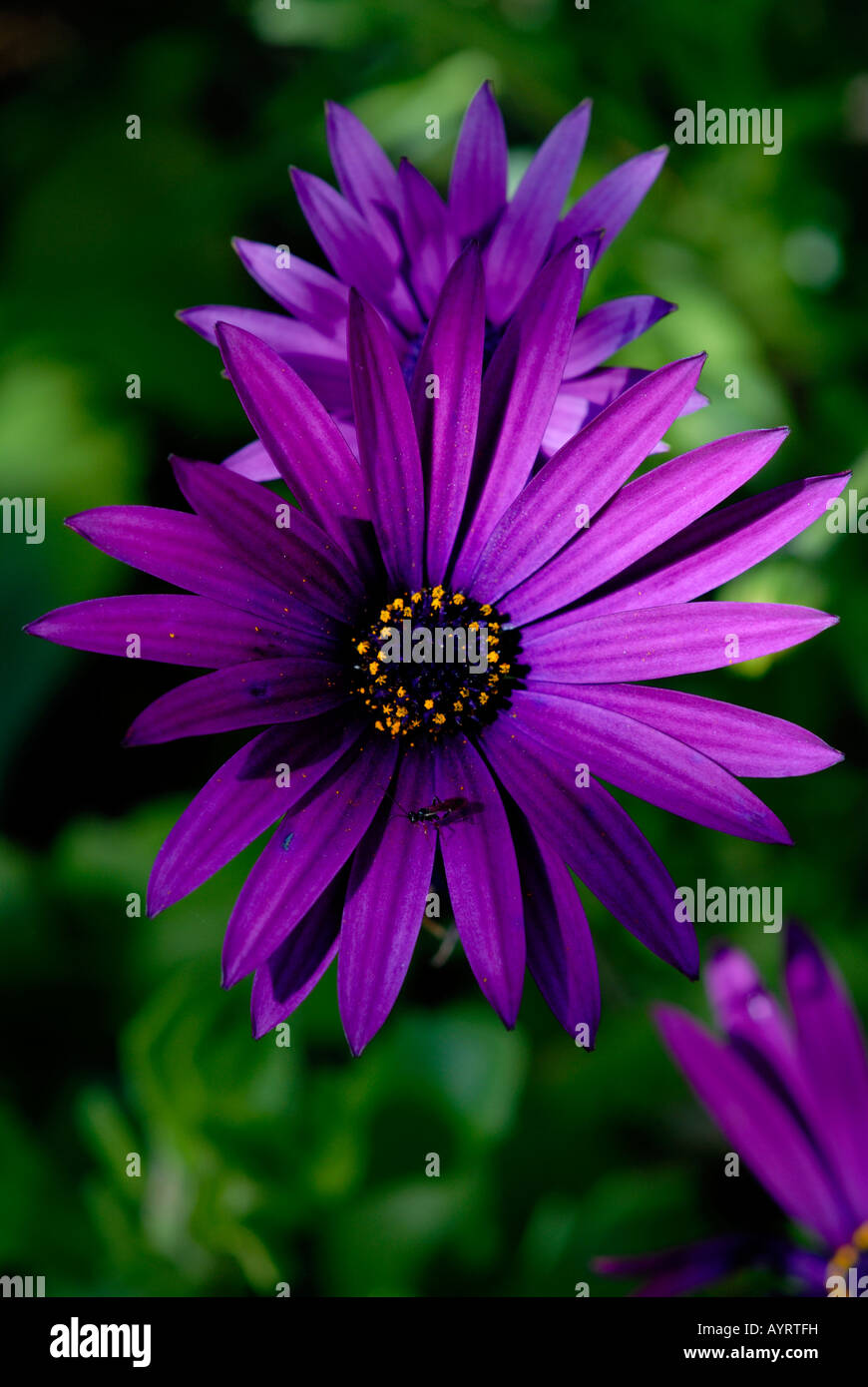 Dimorphotheca pluvialis hi-res stock photography and images - Alamy