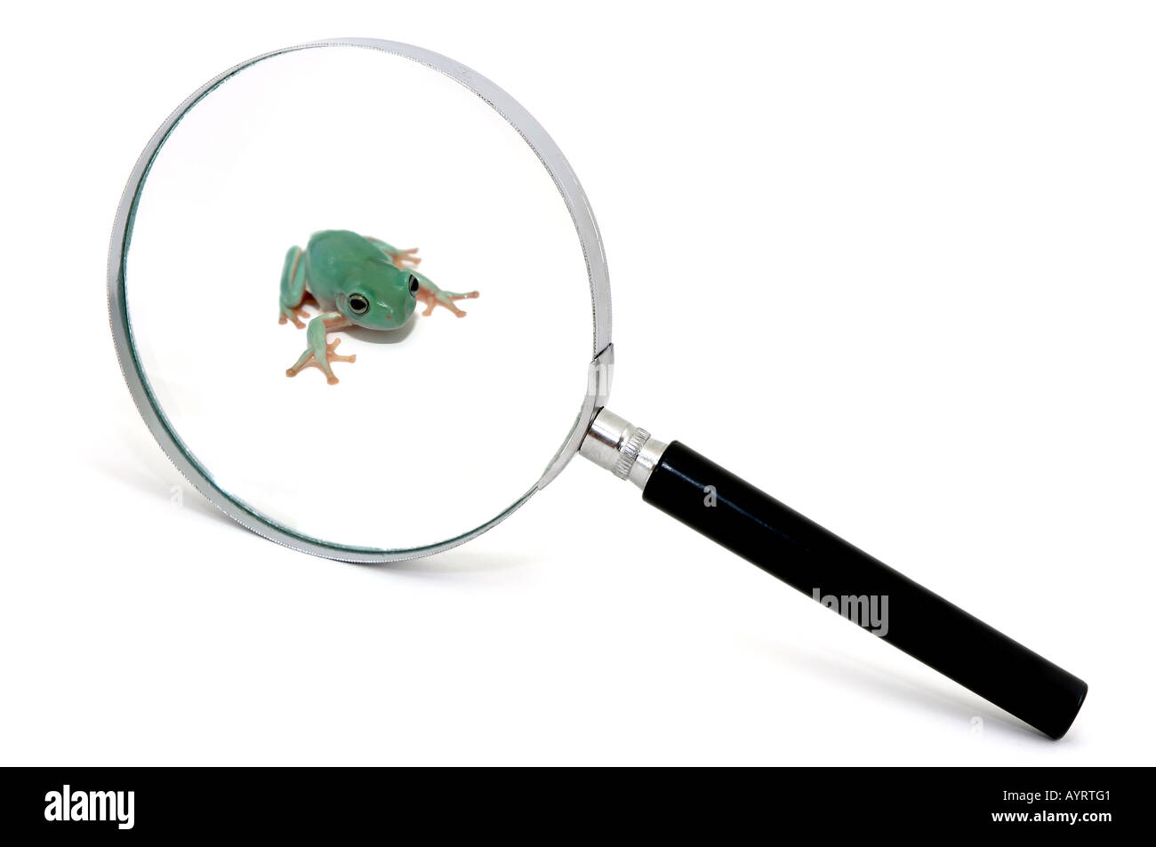 Whites tree frog magnified in a magnifying glass Stock Photo - Alamy