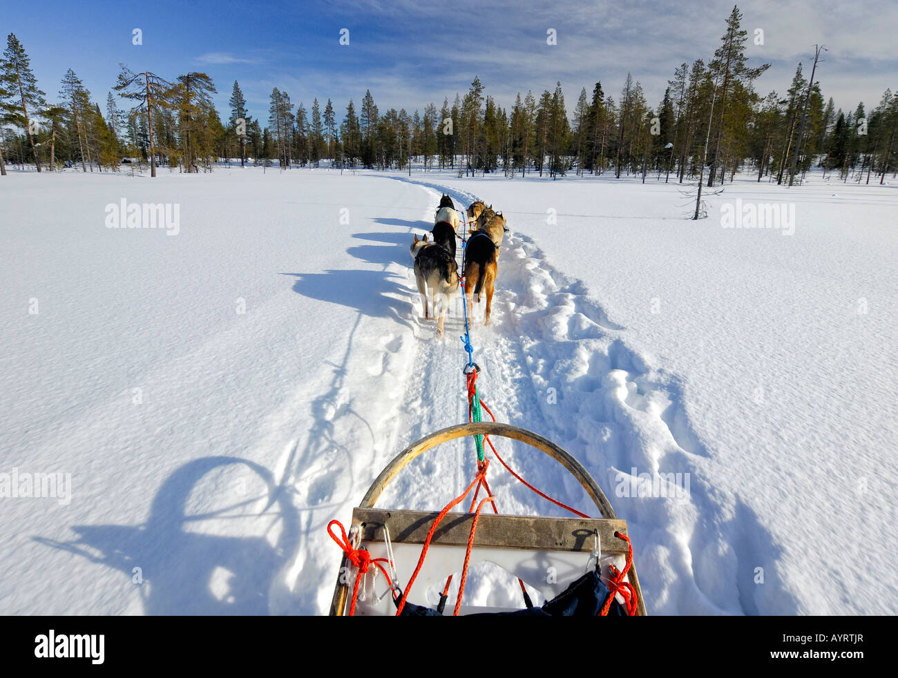 Eskimo Dog Sled Team