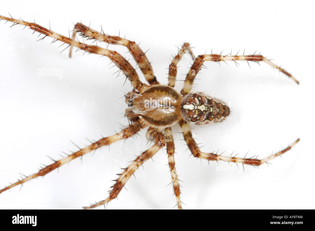 Male garden cross spider hi-res stock photography and images - Alamy