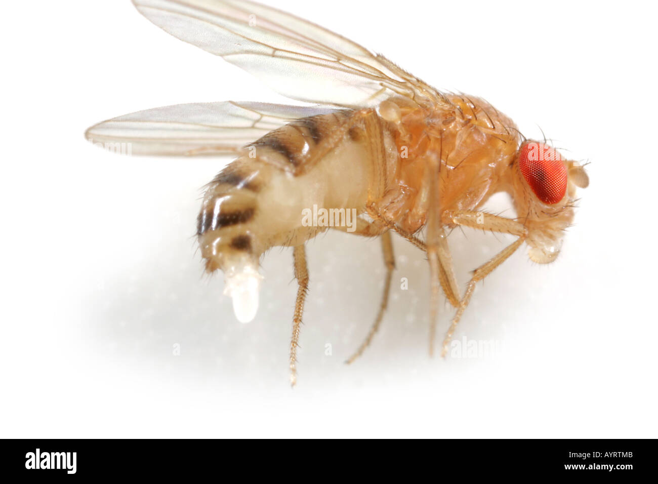 Extreme close up of a small Banana fly on white background Stock Photo ...