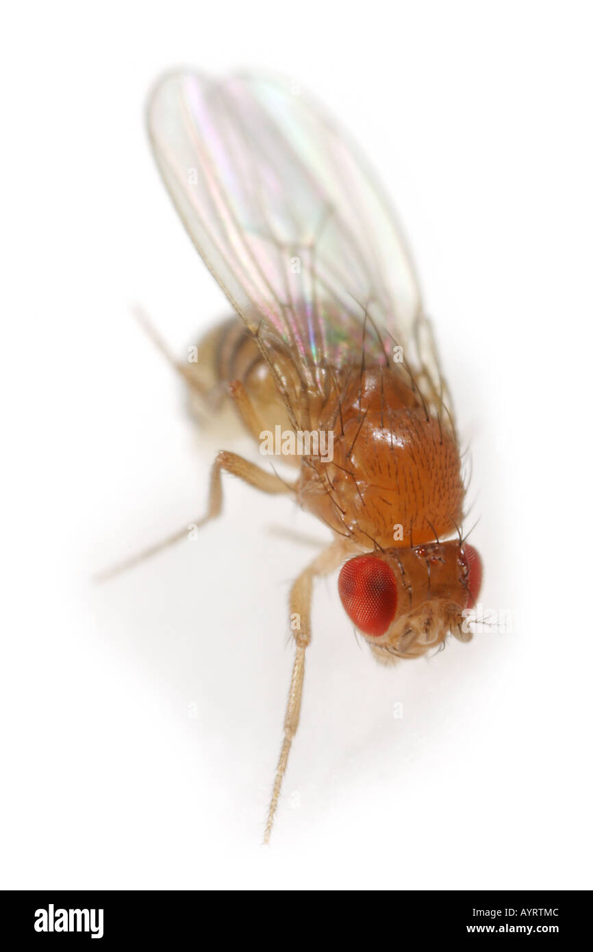 Extreme close up of a small Banana fly on white background Stock Photo ...