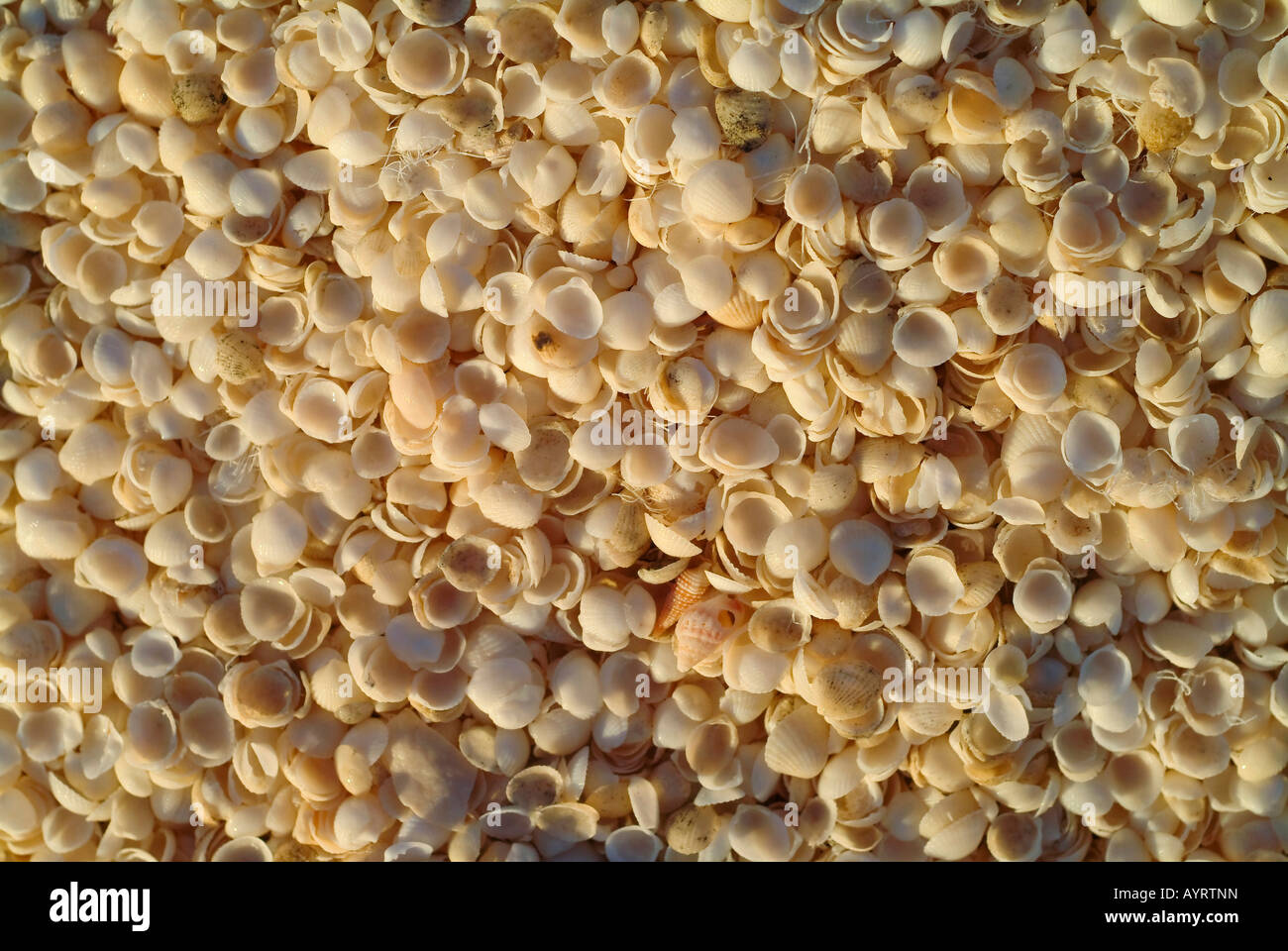 Australian Seashells High Resolution Stock Photography and Images - Alamy