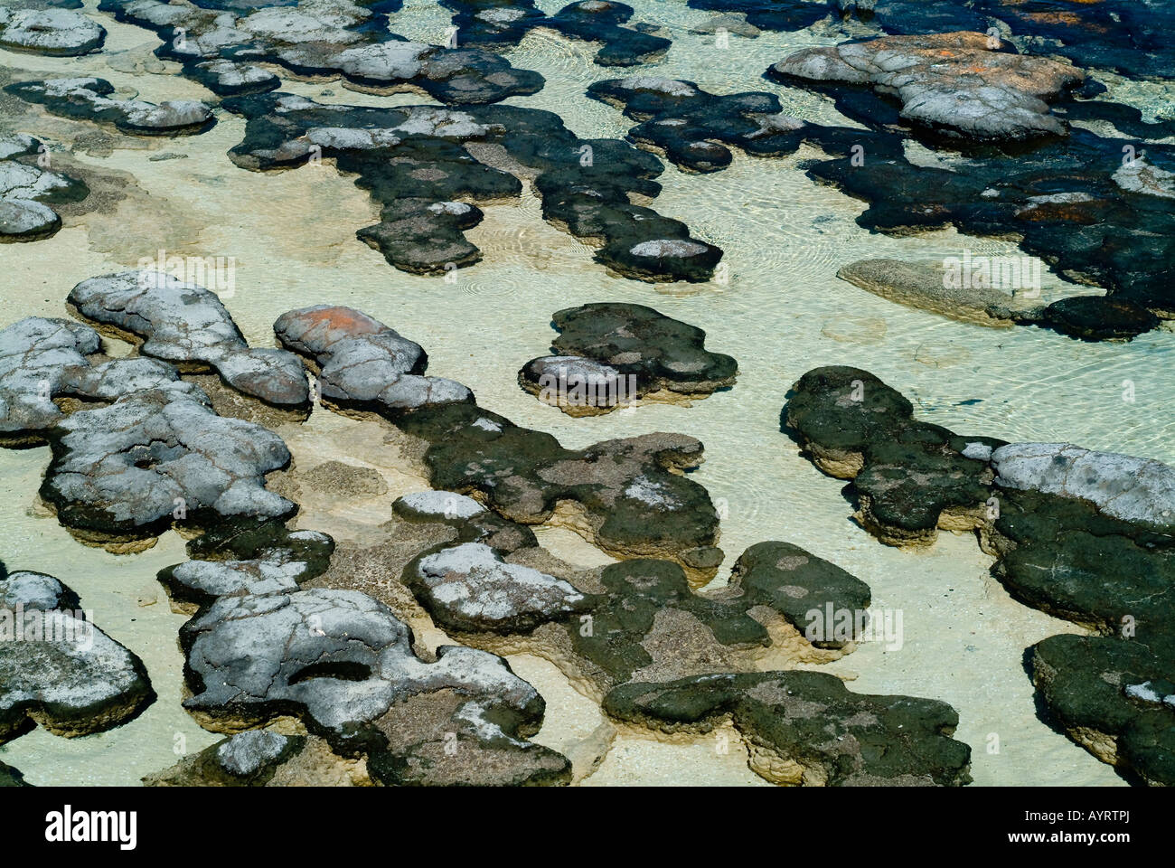 Hamelin pool marine nature reserve hi-res stock photography and images ...