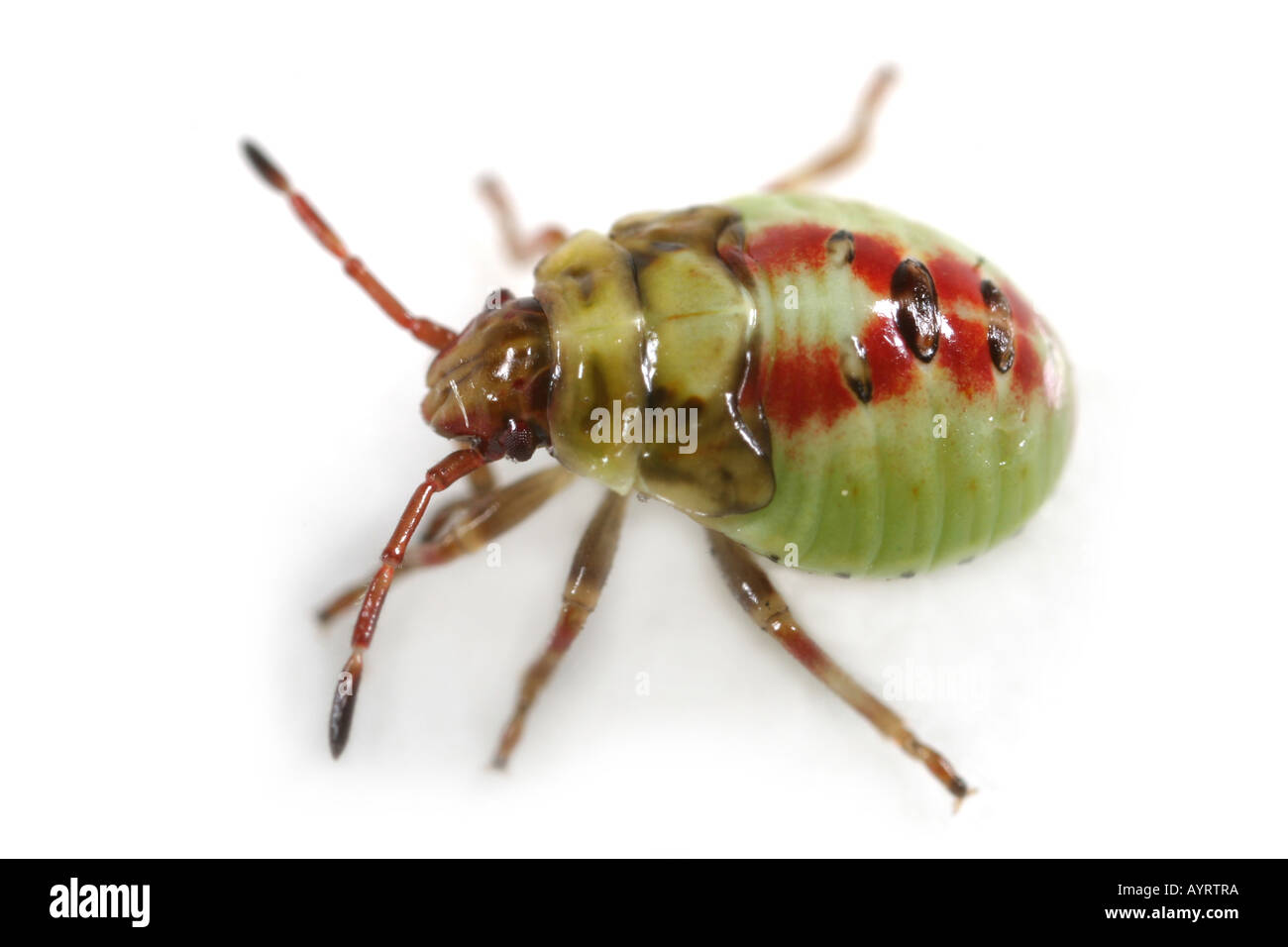 Colourful green bug on white background Stock Photo - Alamy