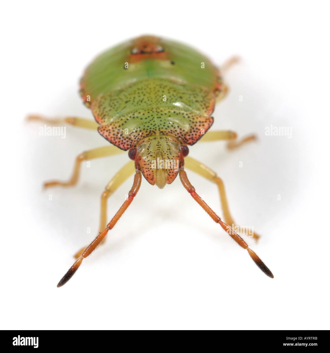 Colourful green bug on white background Stock Photo - Alamy