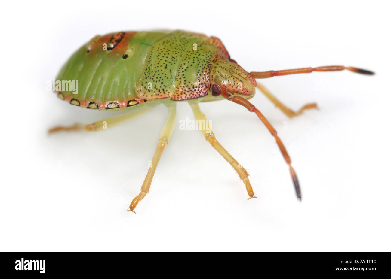 Colourful green bug on white background Stock Photo - Alamy
