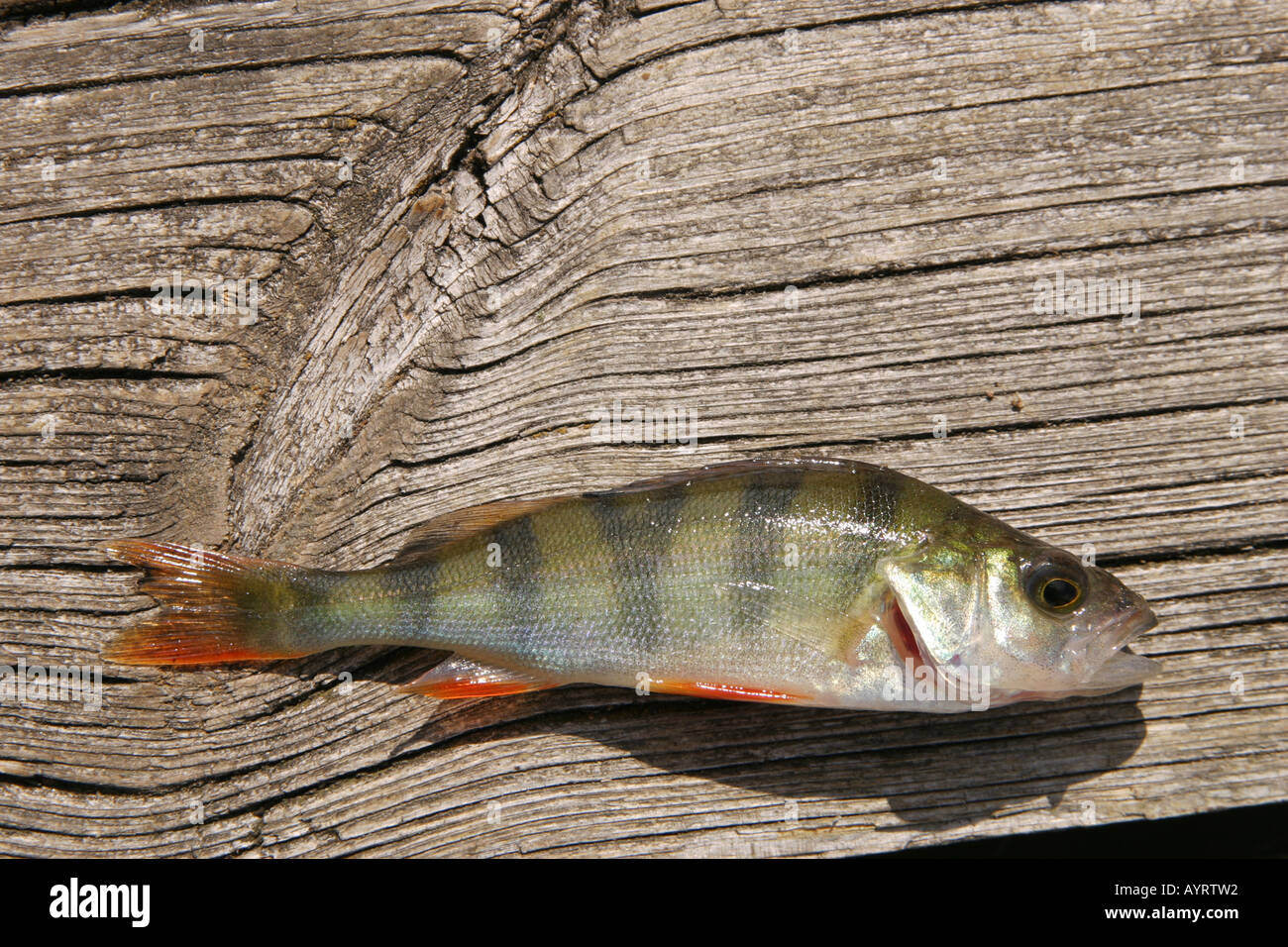 Perch lying on a bridge Stock Photo - Alamy