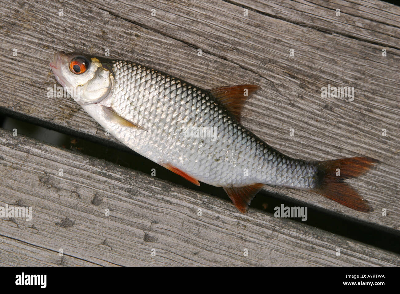 Roach lying on a bridge Stock Photo - Alamy