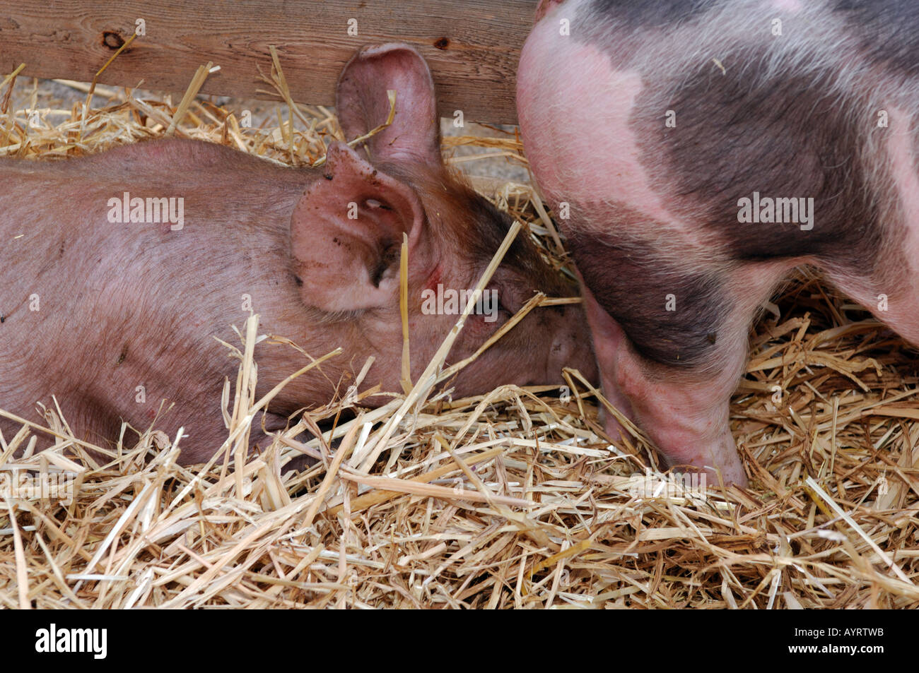 Pig stys hi-res stock photography and images - Alamy