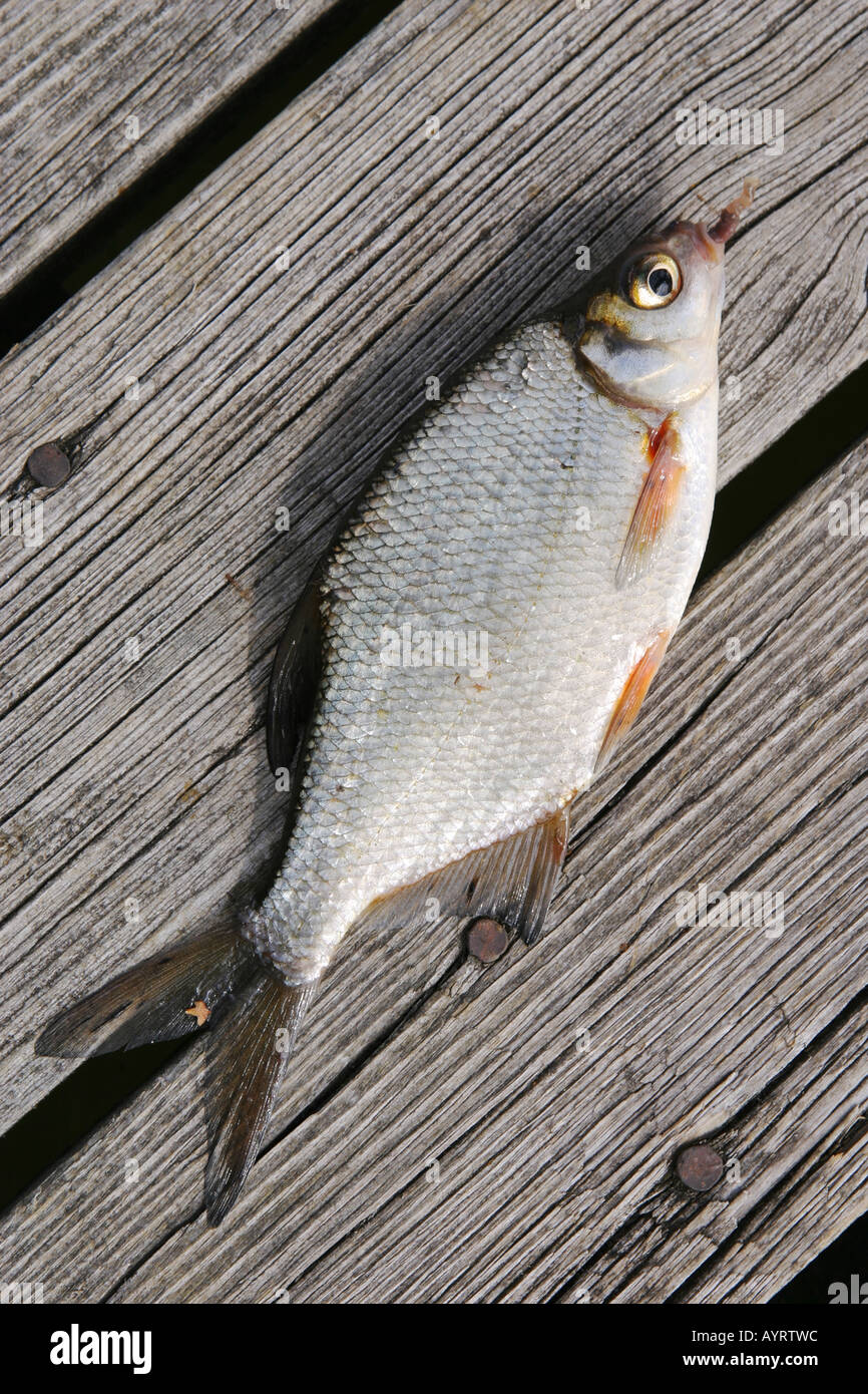 Roach bridge hi-res stock photography and images - Alamy