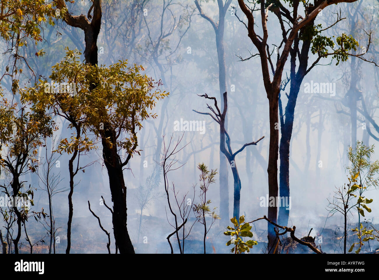 Bush fire, forest fire in Western Australia, Australia Stock Photo - Alamy